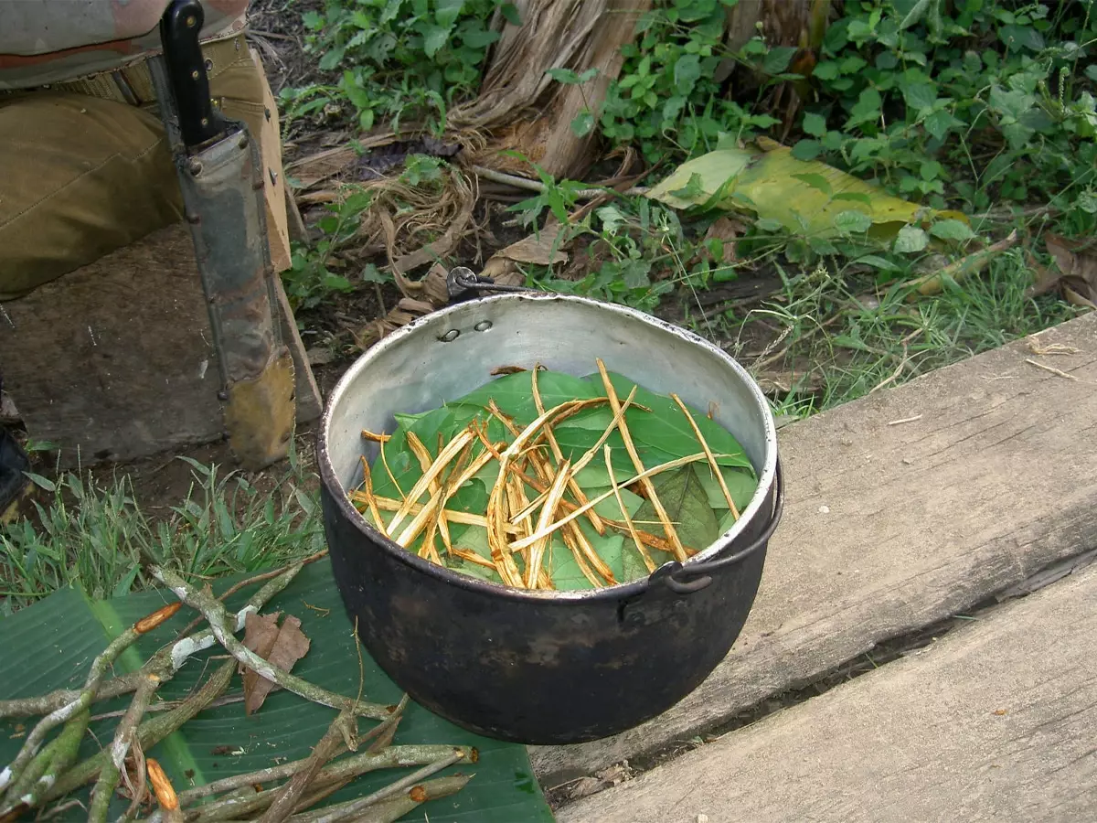 Vilka är effekterna av ayahuasca