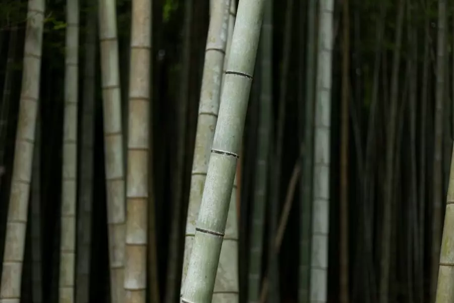 quiksilver ýokary derejeli tagta bambuk
