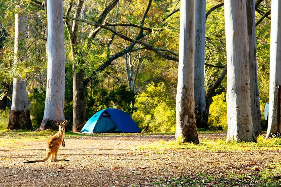 ສະຖານທີ່ຕັ້ງແຄ້ມທີ່ດີທີ່ສຸດໃນ Brisbane Peach Trees Camping Area