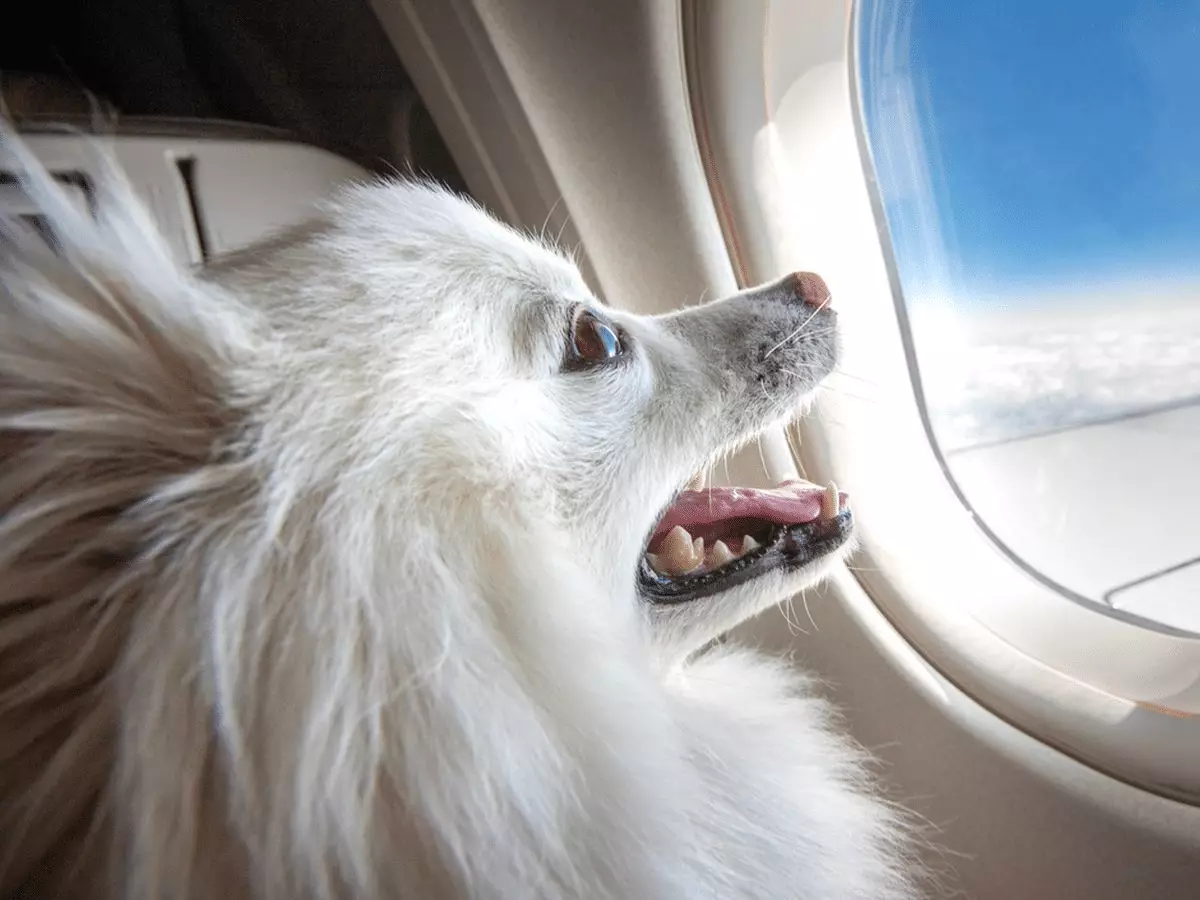 Husdjur tillåtna att flyga på australiensiska plan enligt nya luftfartslagar