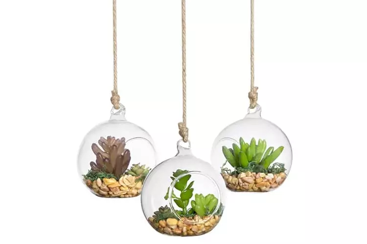 safidy hafa mihantona terrarium