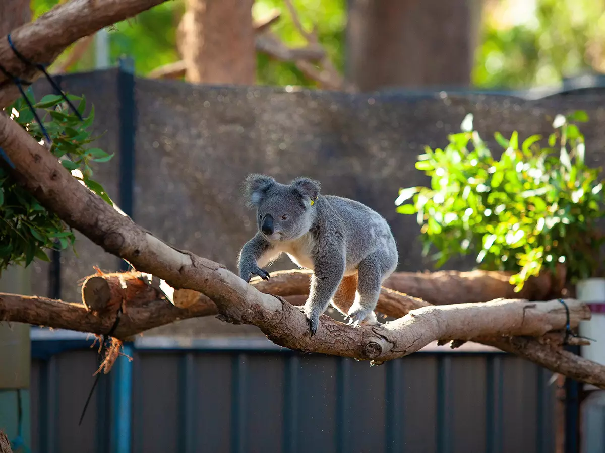 koala kráčajúca po strome