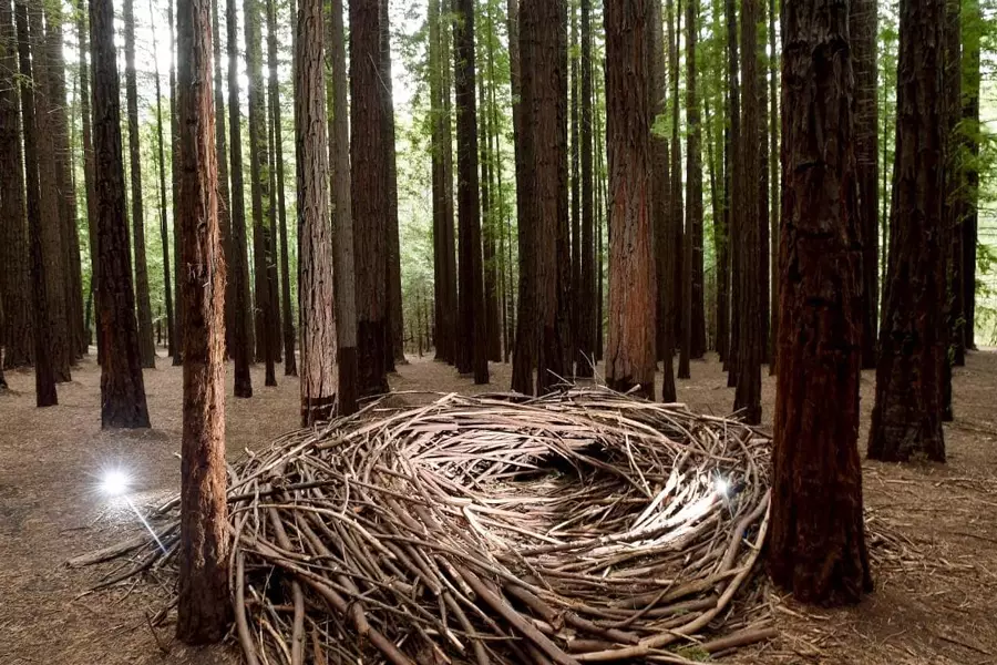 Plantații de Redwoods din Canada