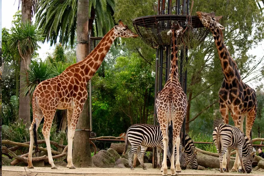 Melbourne Zoo giraffer