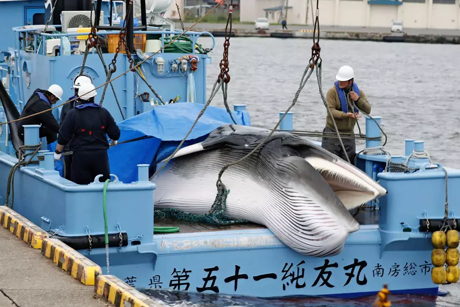 Japonya balina avcılığı