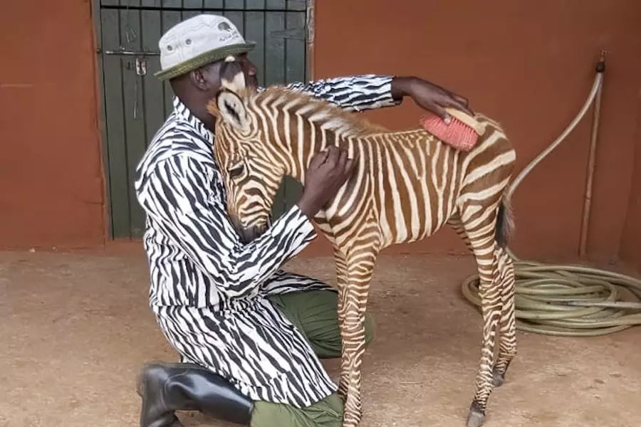 Viernes para sentirse bien - Zebra