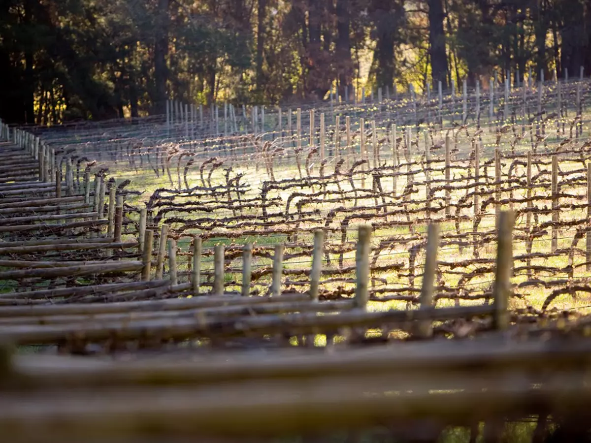 brangayne viner vingård utsikt