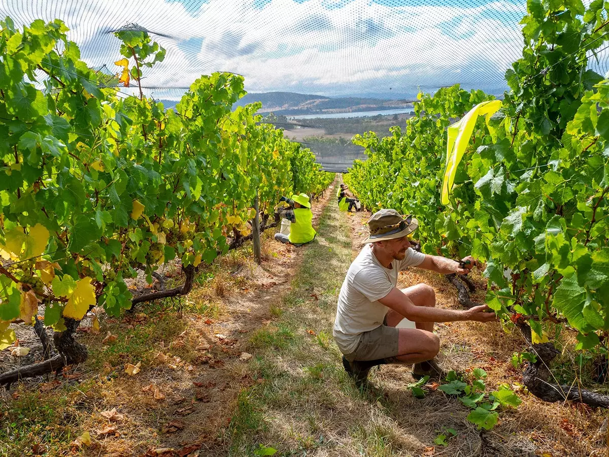 ljudje, ki delajo v cragowskem vinogradu