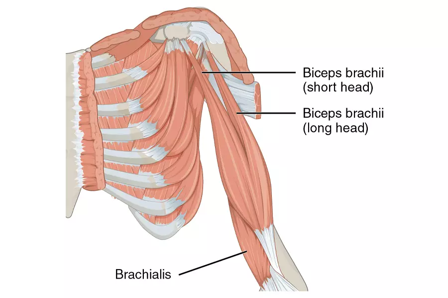 anatomía del bíceps