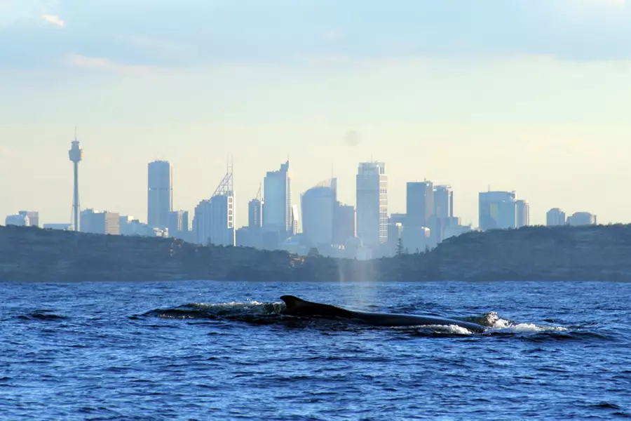 Sydney ekolojik ap gade balèn