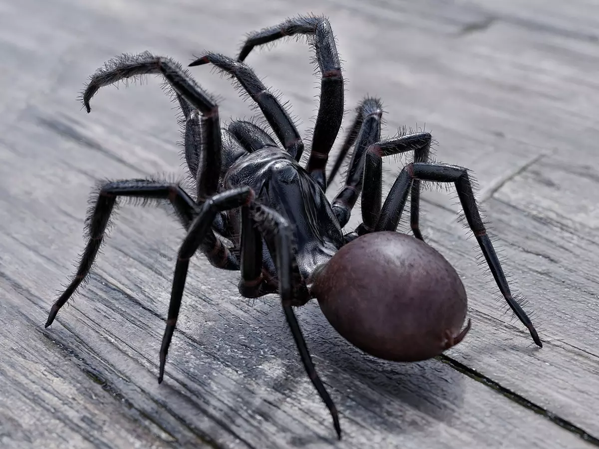 Sydney lehter-Web Spider