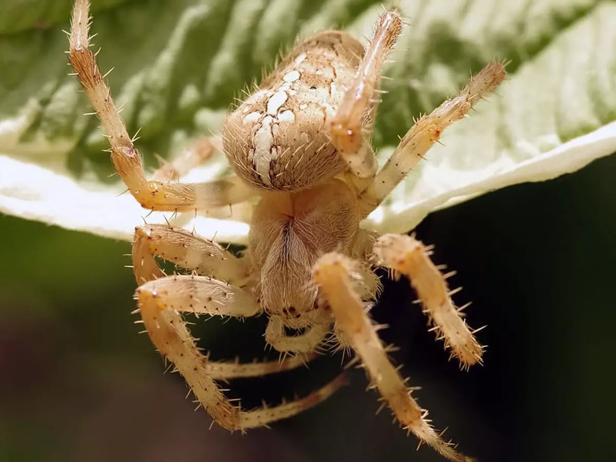 Společný zahradní Orb Weaver Spider