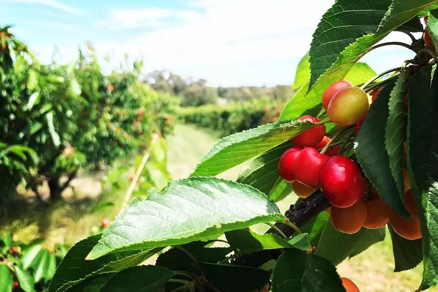 Allambie Orchard Mellor recollida de froitas familiares en Sydney