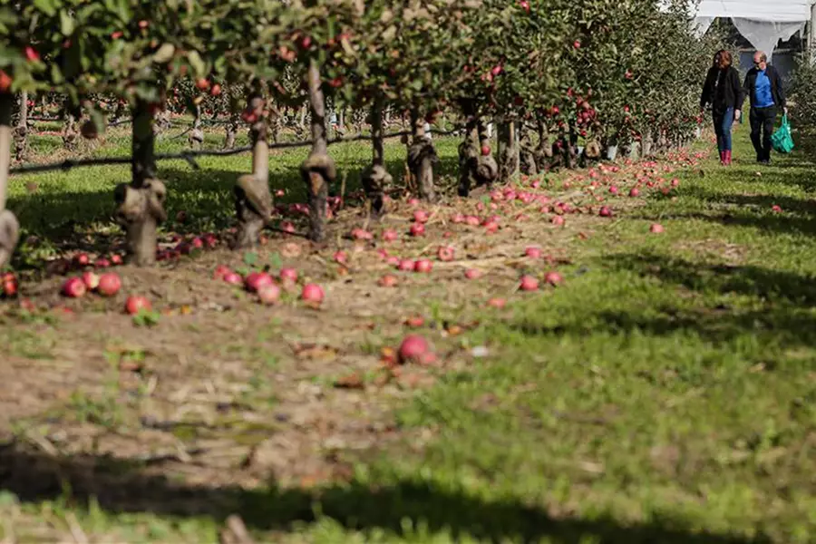Bilpin Fruit Bowl Epal dan Pic Pemetik Buah Keluarga Terbaik Sydney