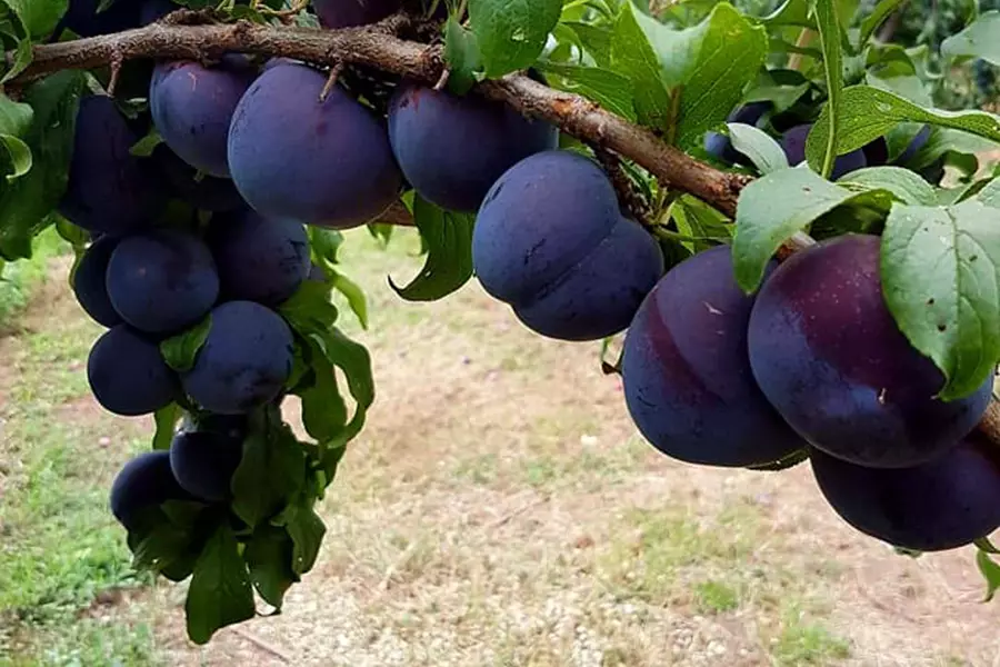 Pine Crest Orchard Mellor recollida de froitas familiares en Sydney