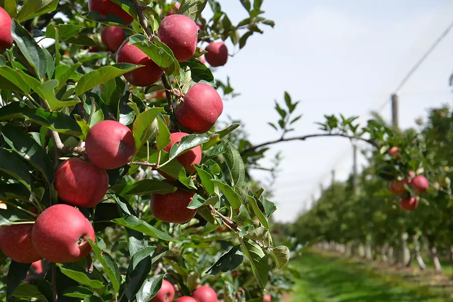 گلنبرنی باغ سیب و هلو بهترین میوه چیدن خانواده سیدنی