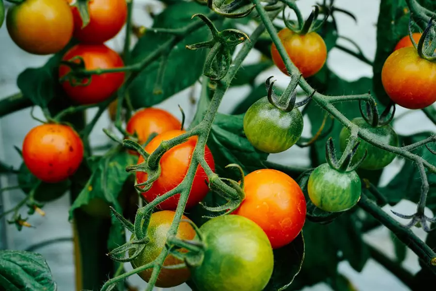 Canoelands Orchard Tomatoes Mellor recollida de froitas familiares Sydney