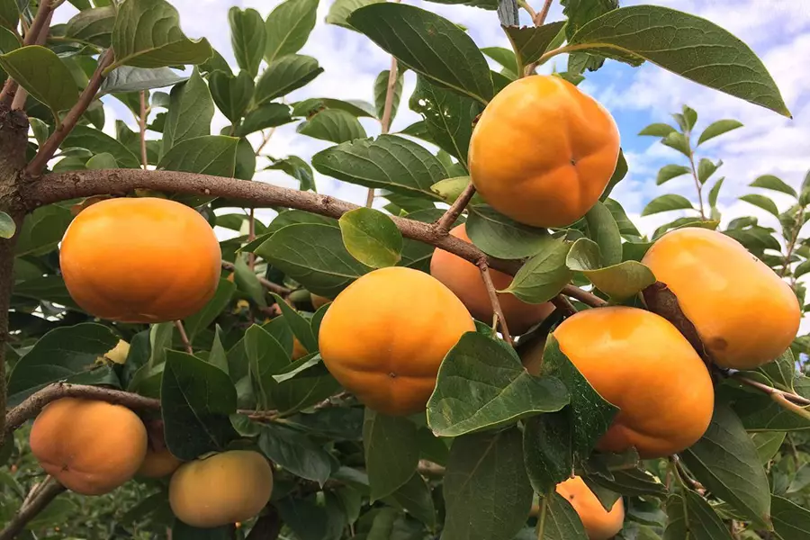 Cedar Creek Orchard Persimmons Memetik Buah Keluarga Terbaik Sydney