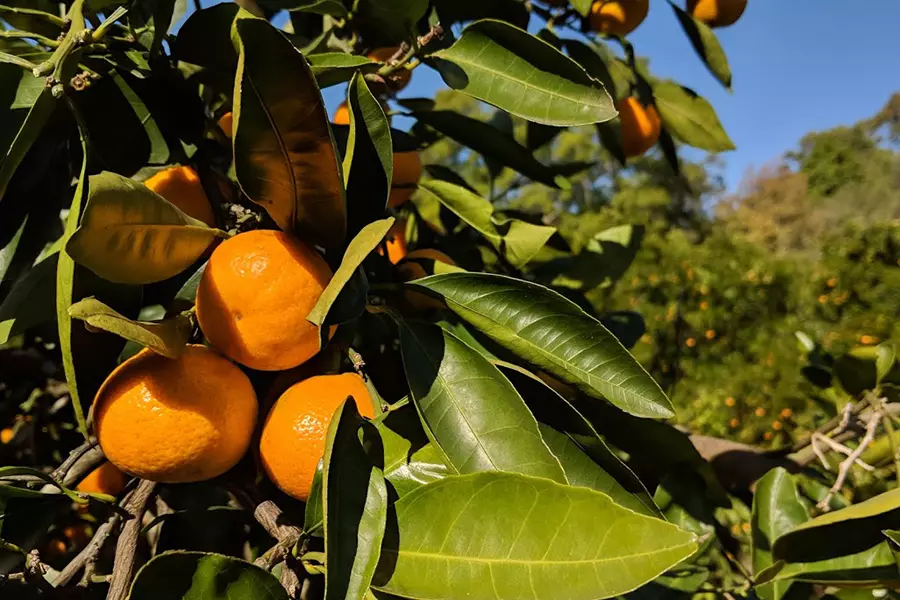 Watkins Family Farm Mandarins Mellor recollida de froitas familiares en Sydney