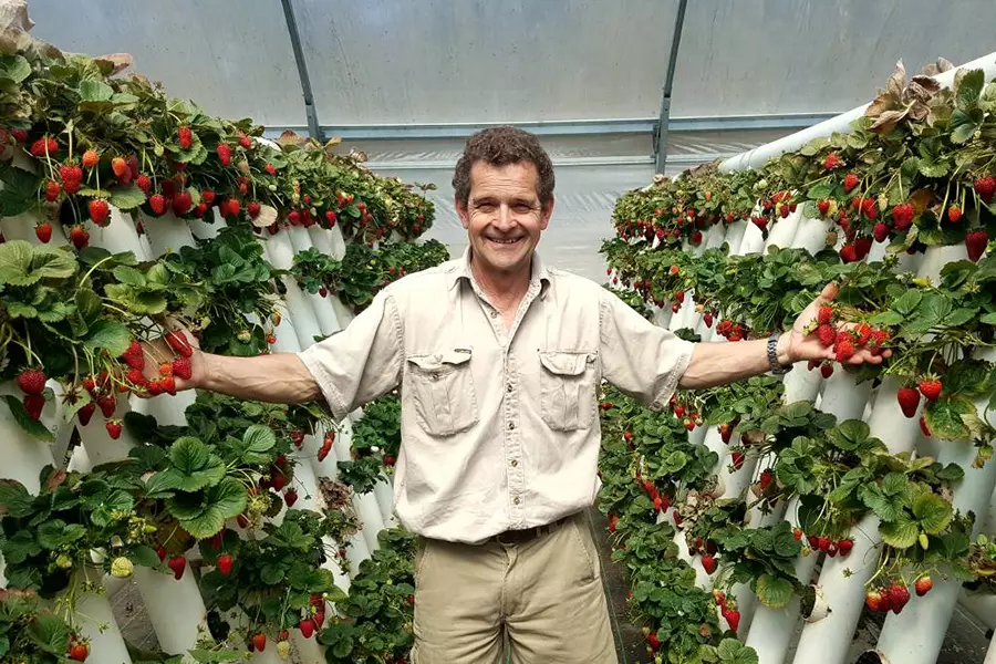 Ricardoes Tomatoes ۽ Strawberries بهترين خانداني ميوو چونڊڻ سڊني