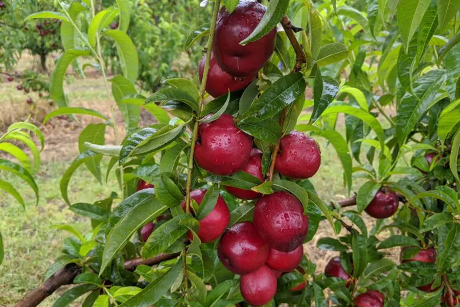 Canoelands Orchard Stone Fruit بهترین میوه چیدن خانواده سیدنی
