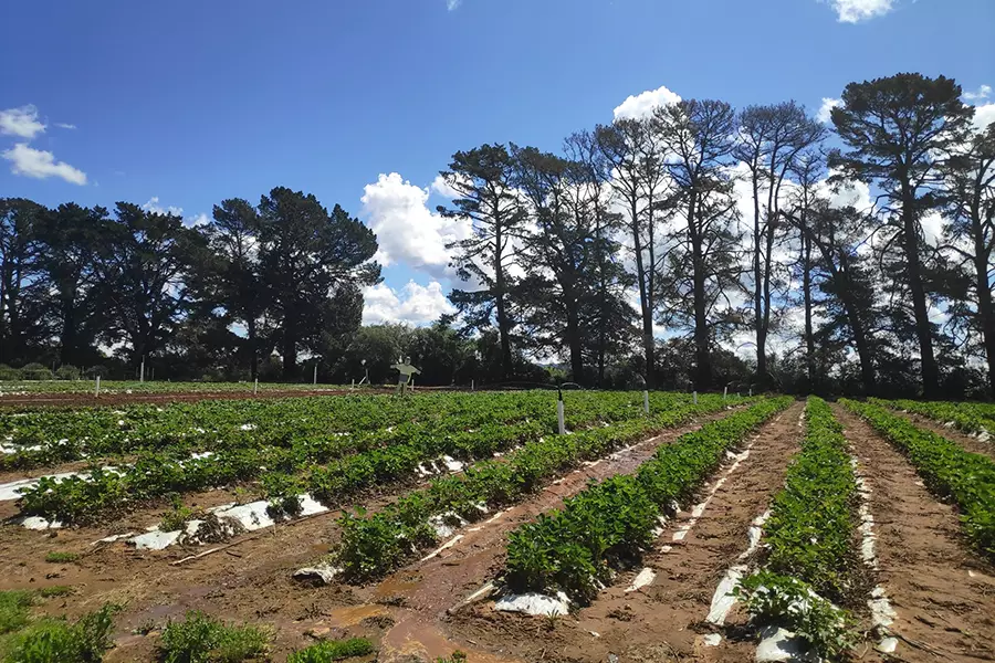 Huntley Berry Farm Memetik Buah Keluarga Terbaik Sydney