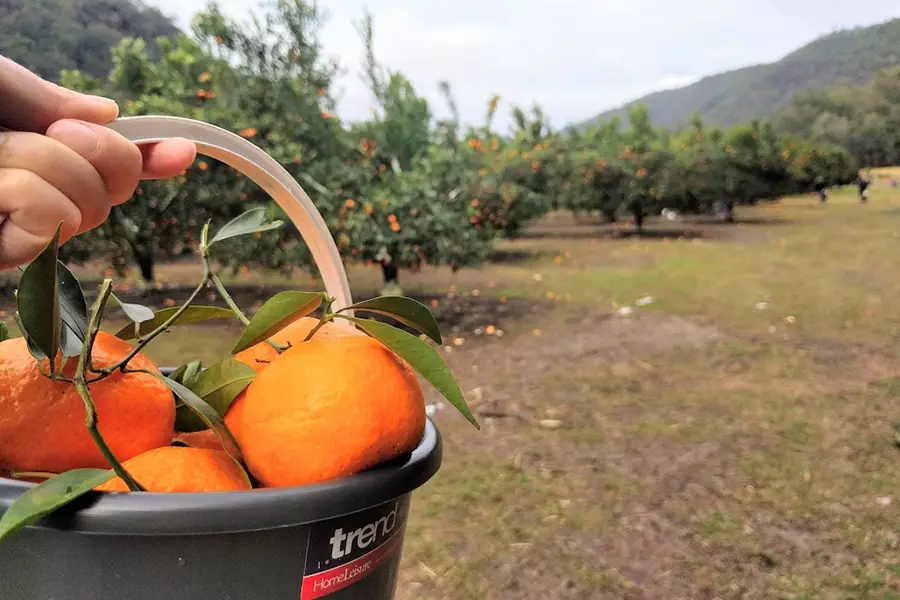 مزرعه خانوادگی واتکینز بهترین میوه چیدن خانواده سیدنی