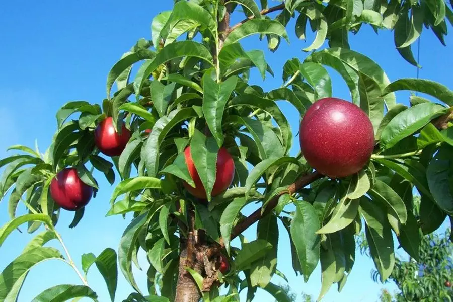 Cedar Creek Orchards Mellor recollida de froitas familiares en Sydney