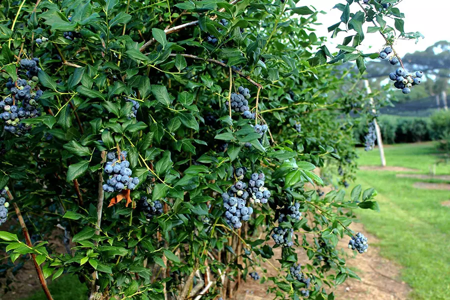 Clyde River Berry Farm Najbolje porodično branje voća u Sidneju