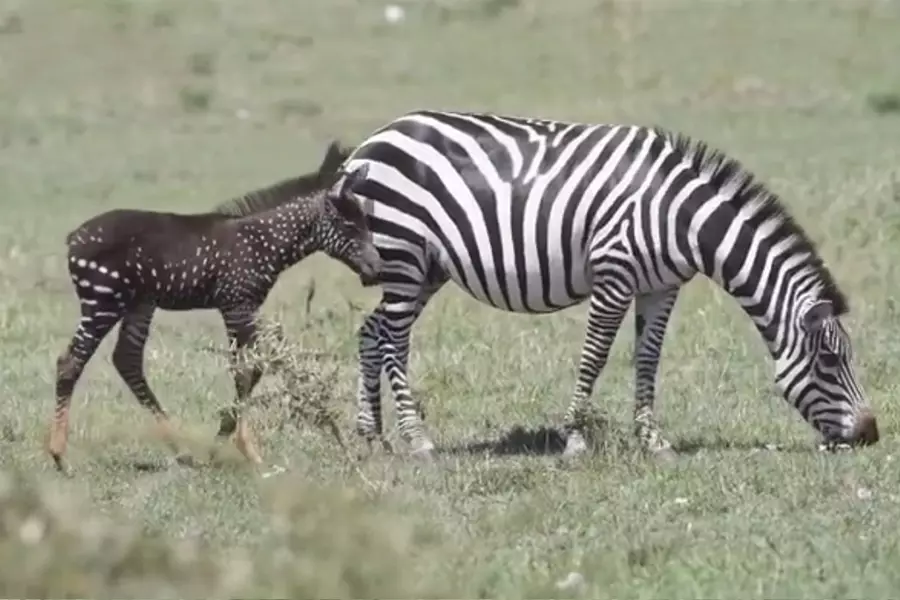 Фотограф заметил редкую зебру с пятнами вместо полос