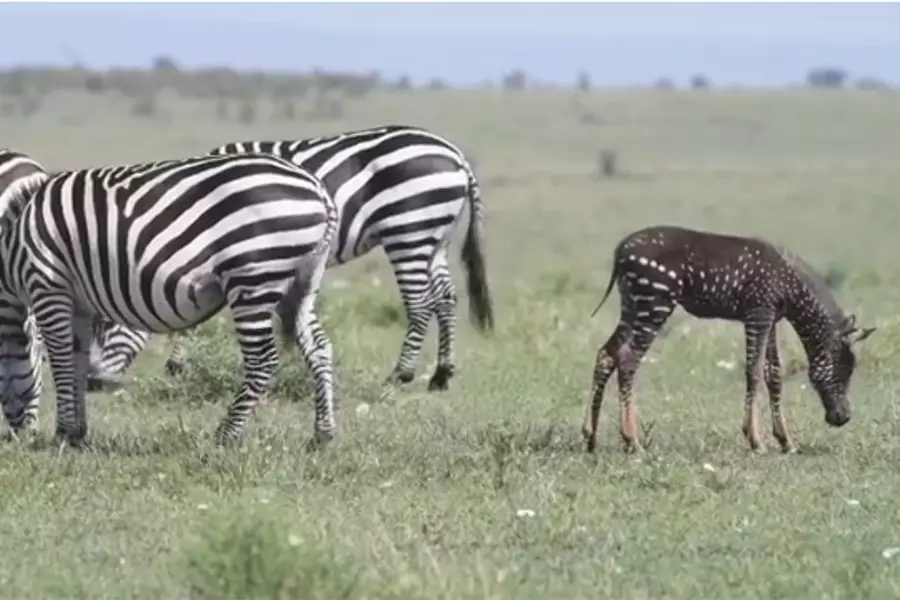vzácné mládě zebry skvrnité