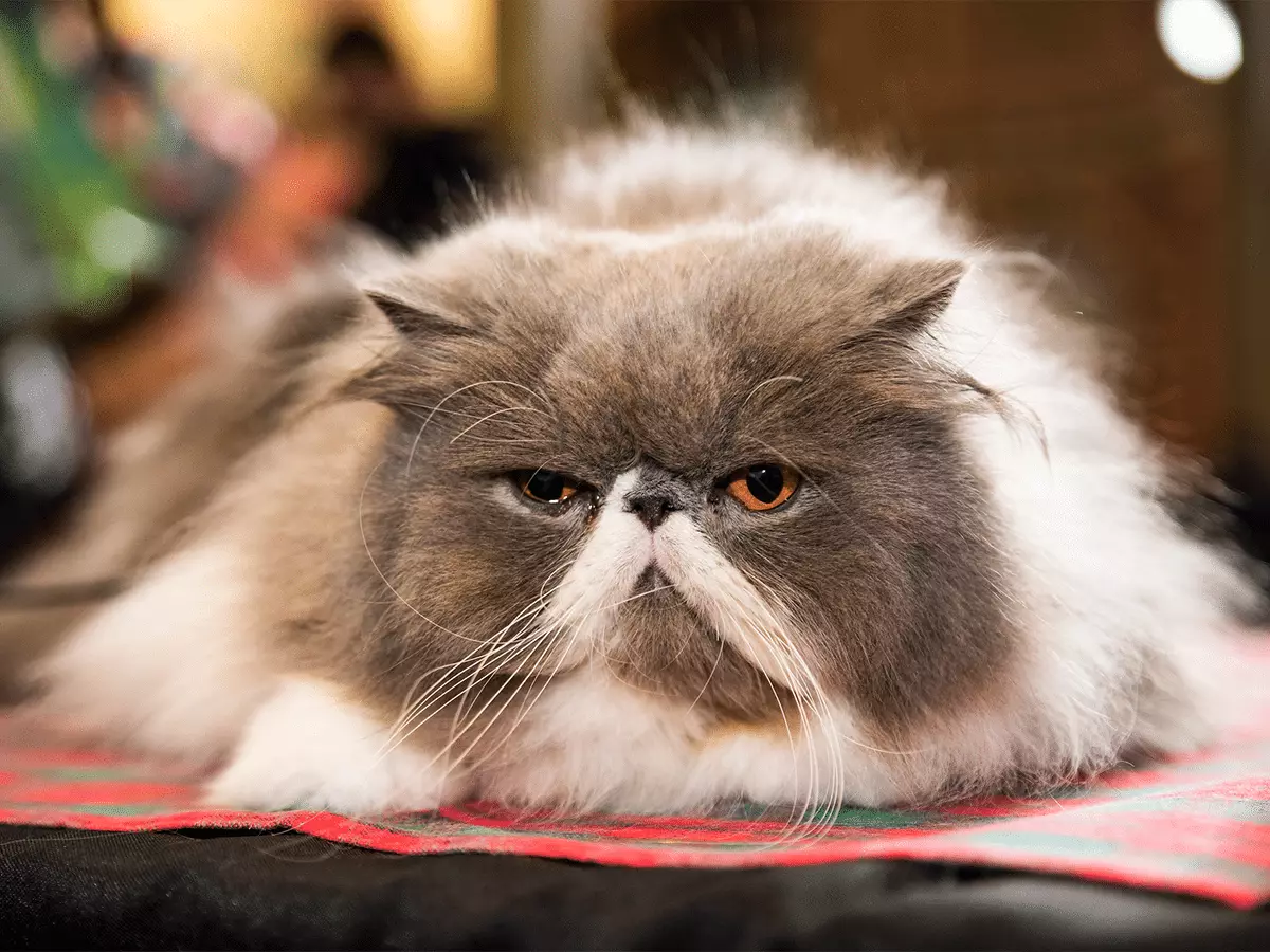 Melbourne Cat Lovers Show är tillbaka, och bara vänta tills du ser bilderna