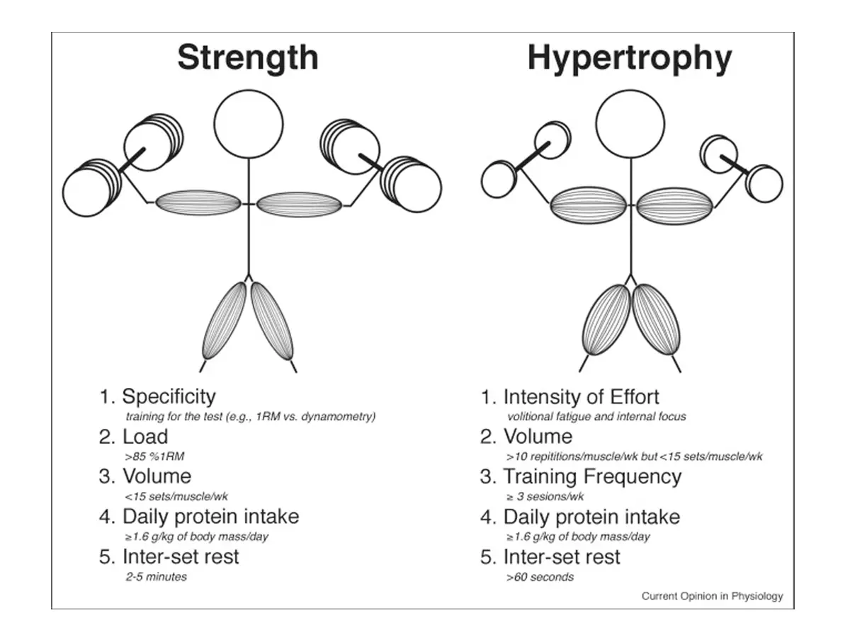 Ce este antrenamentul pentru hipertrofie
