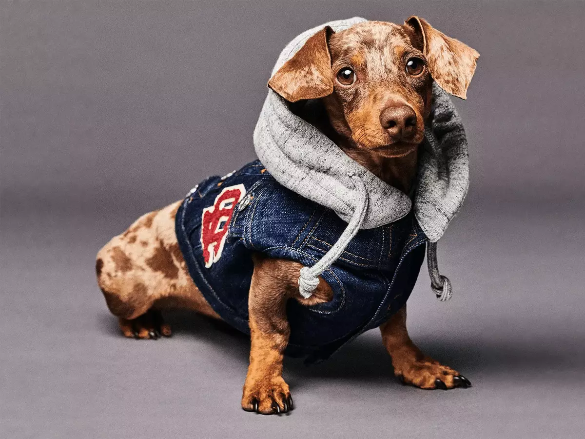 I-Hugo boss dogwear 1